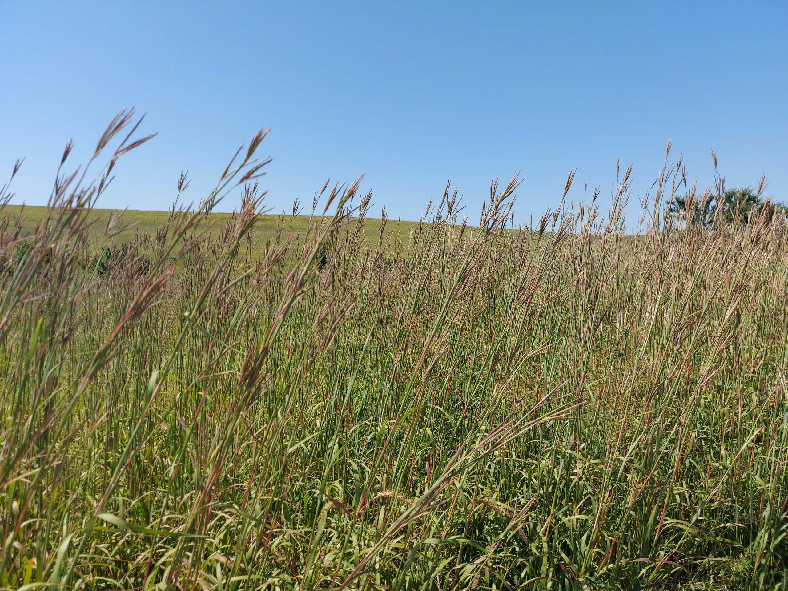 In the steps of the Ingalls family at Tallgrass Prairies National ...